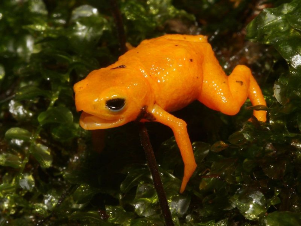 Descubrieron en Brasil una nueva especie de sapo extremadamente ...